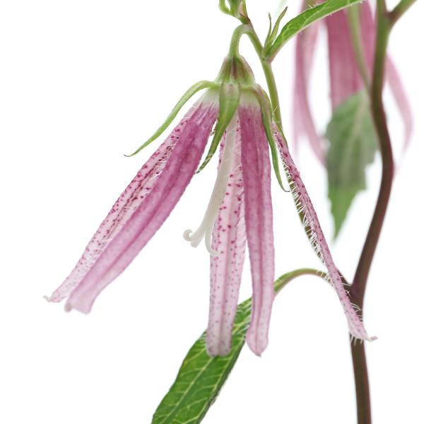 _gardening　ガーデニング　カンパニュラ　Ｃａｎｐａｎｕｌａ　ｔａｋｅｓｉｍａｎａ　‘Ｐｉｎｋ　Ｏｃｔｏｐｕｓ‘　キキョウ　山野草　テラリウム　ＲＭ　20190609　植物　植物生体　ガーデニング生体　育て方　育成方法　栽培方法　ホ...