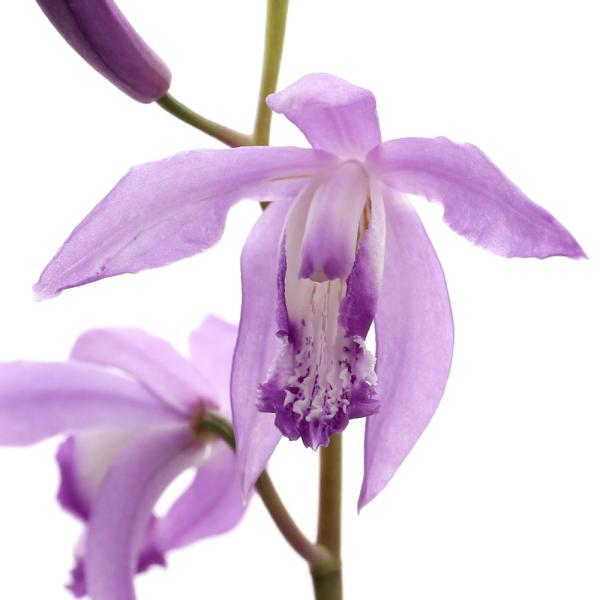 _gardening　ガーデニング　山野草　球根　紫蘭　しらん　kinenガーデニング　tdland55　dasu12　20190606　ＲＭ　simad1dガーデニング　育て方　育成方法　栽培方法　ＹＭＹＭ　青花シラン　青花紫蘭　ラン科　...