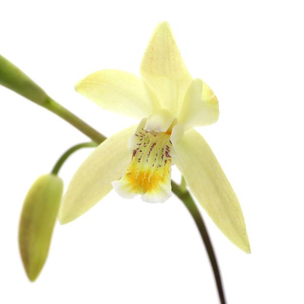 _gardening　ガーデニング　山野草　球根　紫蘭　しらん　kinenガーデニング　tdland55　dasu12　20101210　simad1dガーデニング　20190606　ＲＭ　育て方　育成方法　栽培方法　ＹＭＹＭ　黄花シラン　...