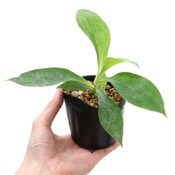 _gardening　ガーデニング　山野草　ほととぎす　Ｔｒｙｃｉｒｔｉｓ　ｓｕｂｓｐ．ｏｈｓｕｍｉｅｎｓｉｓ　野草　秋　ほととぎすシリーズ　20190616　ＲＭ　育て方　育成方法　栽培方法　タカクマホトトギス　高隈杜鵑　杜鵑　ユリ科　ホ...