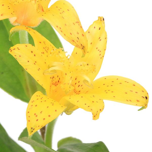 _gardening　ガーデニング　山野草　ほととぎす　Ｔｒｙｃｉｒｔｉｓ　ｆｌａｖａ　野草　秋　ほととぎすシリーズ　20190616　ＲＭ　育て方　育成方法　栽培方法　黄花ホトトギス　黄花杜鵑　杜鵑　ユリ科　ホトトギス属　kaijyo　o...