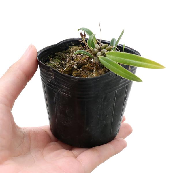 _gardening　_hachu　_kame　山野草　観葉植物　園芸　ガーデニング　ビバリウム　アクアテラリウム　パルダリウム　花　苗　着生ラン　Ｂｕｌｂｏｐｈｙｌｌｕｍ　ｊａｐｏｎｉｃｕｍ　20190703　ＲＭ　sannyasou_2...