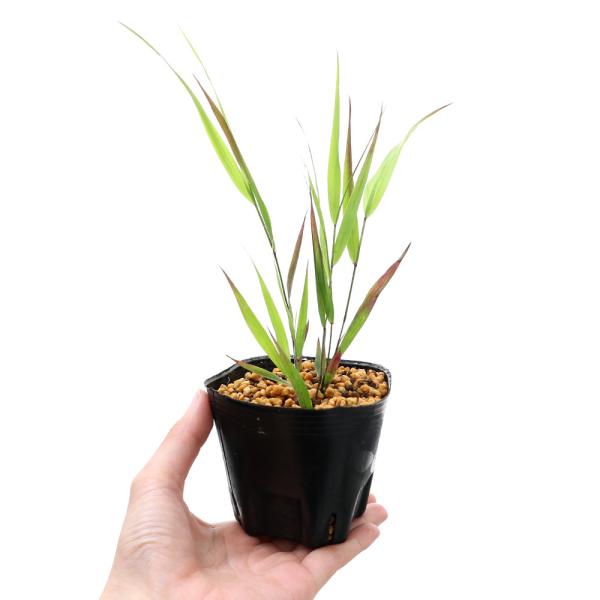 _gardening　ガーデニング　山野草　テラリウム　ＲＭ　20190616　sannyasou_2014　greepla10bai1406　gar0620_sanya　植物　植物生体　ガーデニング生体　育て方　育成方法　栽培方法　フウチ...