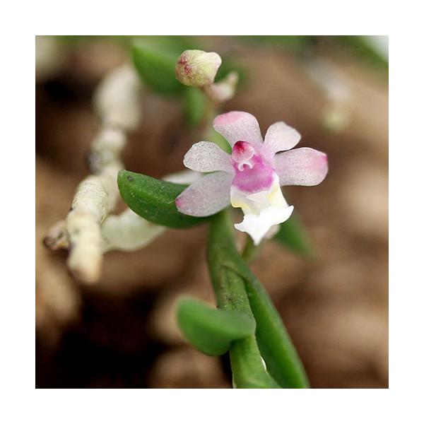 _gardening　ガーデニング　花　苗　らん　蘭　育て方　育成方法　栽培方法　20190703　ＲＭ　plant2017　bnr_hrgmgr　ムカデラン　百足蘭　Ｂｕｌｂｏｐｈｙｌｌｕｍ　ｉｎｃｏｎｓｐｉｃｕｕｍ　ラン科　ムカデラン属...