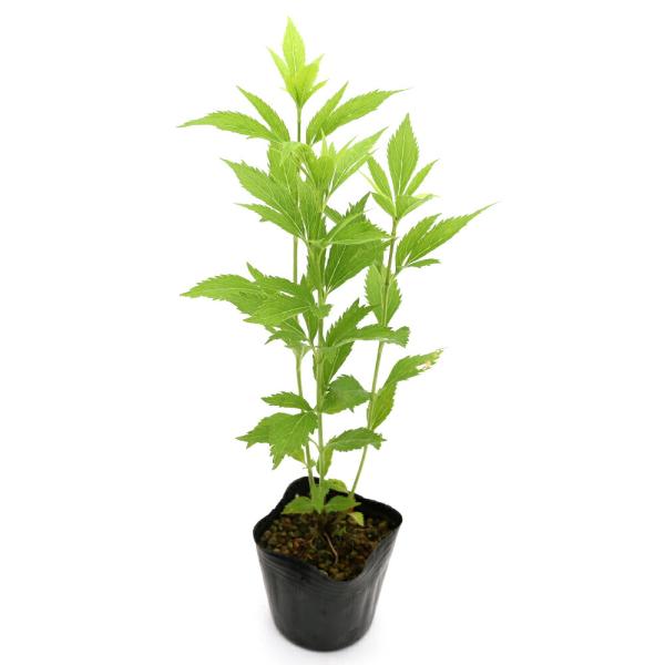 _gardening　ガーデニング　山野草　フジバカマ　サケバヒヨドリ　裂葉鵯　Ｅｕｐａｔｏｒｉｕｍ　ｆｏｒｔｕｎｅｉ　20190725　ＲＭ　植物　植物生体　ガーデニング生体　育て方　育成方法　栽培方法　純白フジバカマ　純白藤袴　藤袴　キ...