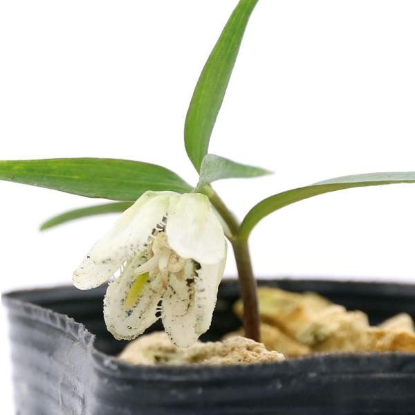 _gardening　ガーデニング　山野草　球根　バイモ　バイモユリ　３号　Ｆｒｉｔｉｌｌａｒｉａ　ｋｏｓｉｄｚｕｍｉａｎａ　アミガサユリ　編笠百合　貝母　20190811　ＲＭ　gar_sanya1502　植物　植物生体　ガーデニング生体...