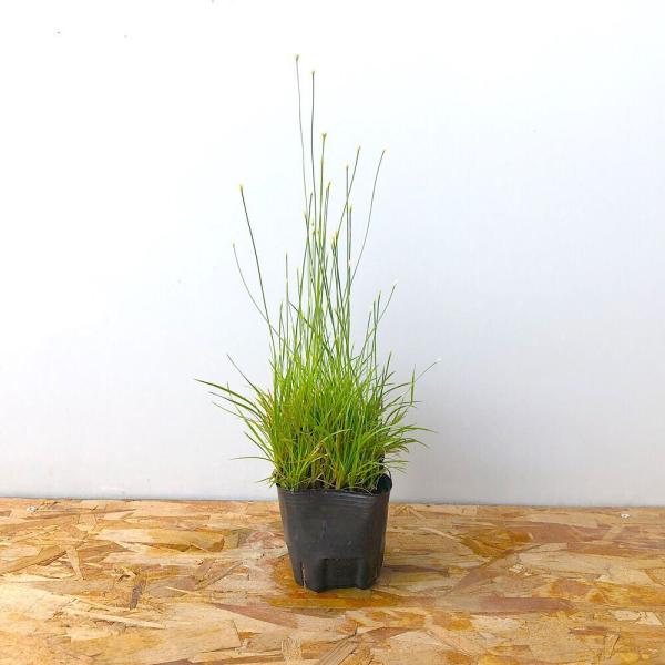 金魚・メダカ　_aqua　_gardening　ガーデニング　山野草　20190815　ＲＭ　greepla10bai1406　marine_0722tanndoku　植物　植物生体　ガーデニング生体　育て方　育成方法　栽培方法　ヤシュウイ...