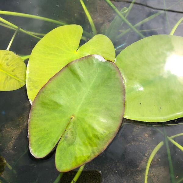 _aqua　_gardening　ビオトープ　ガーデニング　水辺植物　その他水辺植物　all_plants　植物　植物生体　ガーデニング生体　育て方　育成方法　栽培方法　Nuphar　pumilum　コウホネ　ネムロコウホネ　エゾコウホネ　...