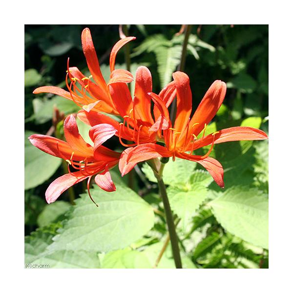 _gardening　山野草　苗　球根　剃刀花　狐花　gar_sanya1412　植物　植物生体　ガーデニング生体　育て方　育成方法　栽培方法　top_niwa_snya　きつねのかみそり　Lycoris　sanguinea　狐の剃刀　リコ...