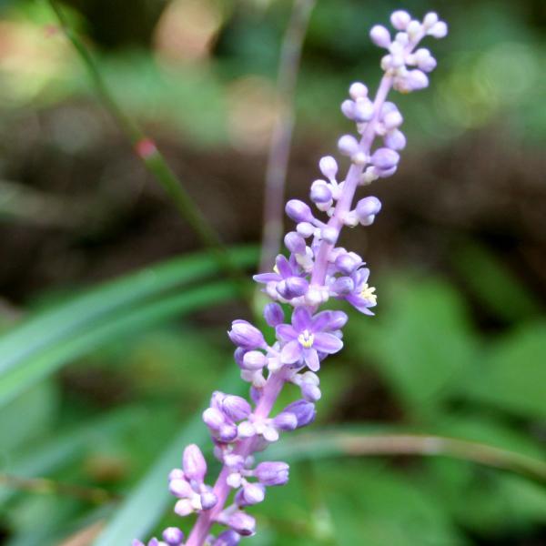 観葉植物　_kame　_hachu　_gardening　ガーデニング　山野草　苗　ヤブラン　藪蘭　リリオペ　Ｌｉｒｉｏｐｅ　ｍｕｓｃａｒｉ　サマームスカリ　グランドカバー　20140816　ＨＴ　植物　植物生体　ガーデニング生体　ビバリウ...