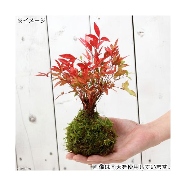 _gardening　_interior　ガーデニング　emporio　all_plants　花　苗　f_yoseue　masikoyakiue　int_bonsai　masiko_plants　masiko_sanya　私のオアシスシリー...