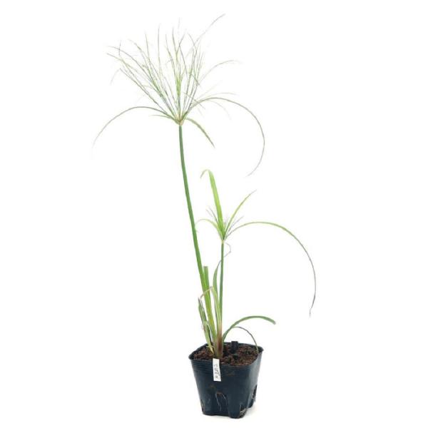 金魚・メダカ　_aqua　_gardening　ビオトープ　ウォーターガーデン　水辺植物　水生植物　オーナメンタルグラス　線形状　ガーデニング　水辺植物all_plants　20110401　水辺0401　20120127　植物　植物生体　...