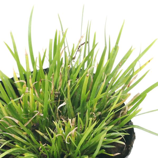 金魚・メダカ　_gardening　ビオトープ　水辺植物　水生植物　ガーデニング　その他水辺植物　all_plants　植物　植物生体　ガーデニング生体　育て方　育成方法　栽培方法　湿性植物　セキショウ　ヒメセキショウ　姫セキショウ　姫石菖...