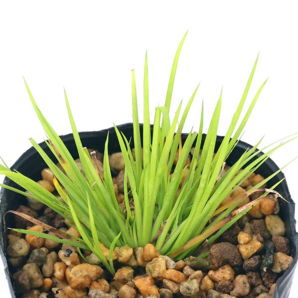 金魚・メダカ　_gardening　ビオトープ　水辺植物　水生植物　ガーデニング　その他水辺植物　all_plants　植物　植物生体　ガーデニング生体　育て方　育成方法　栽培方法　湿性植物　セキショウ　ヒメセキショウ　姫セキショウ　姫石菖...