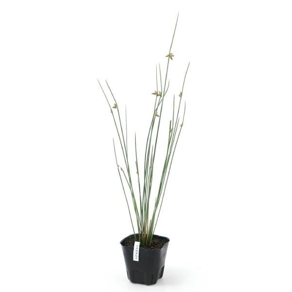 _aqua　_gardening　金魚・メダカ　ビオトープ　ウォーターガーデン　水辺植物　水生植物　オーナメンタルグラス　線形状　ガーデニング　植物生体　ガーデニング生体　育て方　育成方法　栽培方法　抽水植物　湿性植物　opa2_delet...