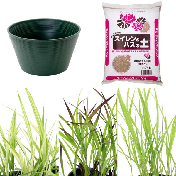 _gardening　ガーデニング　稲　イネ　コメ　米　お米　お米の苗　イネ苗　古代米　稲作　育て方　育成方法　栽培方法　水辺植物　ビオトープ　苗　田んぼアート　イネ科　イネ属　ワイルドライス　スーパーライス　ライス　観賞用稲　自由研究　観...