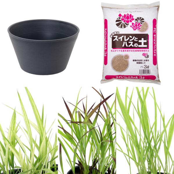 _gardening　ガーデニング　稲　イネ　コメ　米　お米　お米の苗　イネ苗　古代米　稲作　育て方　育成方法　栽培方法　水辺植物　ビオトープ　苗　田んぼアート　イネ科　イネ属　ワイルドライス　スーパーライス　ライス　観賞用稲　自由研究　観...