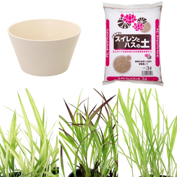 _gardening　ガーデニング　稲　イネ　コメ　米　お米　お米の苗　イネ苗　古代米　稲作　育て方　育成方法　栽培方法　水辺植物　ビオトープ　苗　田んぼアート　イネ科　イネ属　ワイルドライス　スーパーライス　ライス　観賞用稲　自由研究　観...