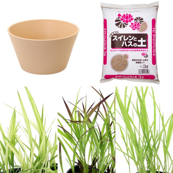 _gardening　ガーデニング　稲　イネ　コメ　米　お米　お米の苗　イネ苗　古代米　稲作　育て方　育成方法　栽培方法　水辺植物　ビオトープ　苗　田んぼアート　イネ科　イネ属　ワイルドライス　スーパーライス　ライス　観賞用稲　自由研究　観...