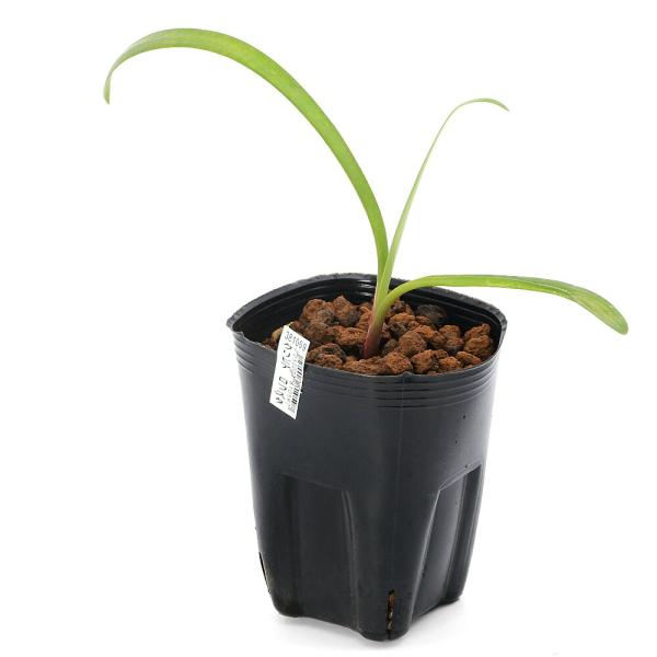 （観葉植物）　観葉植物　ガーデニング　花　苗　クンシラン　君子蘭　育て方　育成方法　栽培方法　opa2_delete　クリビア属　Ｃｌｉｖｉａ　robusta　ヒガンバナ科　クンシラン属　AISHI　ｙ25ｍ03　20250308　2025...