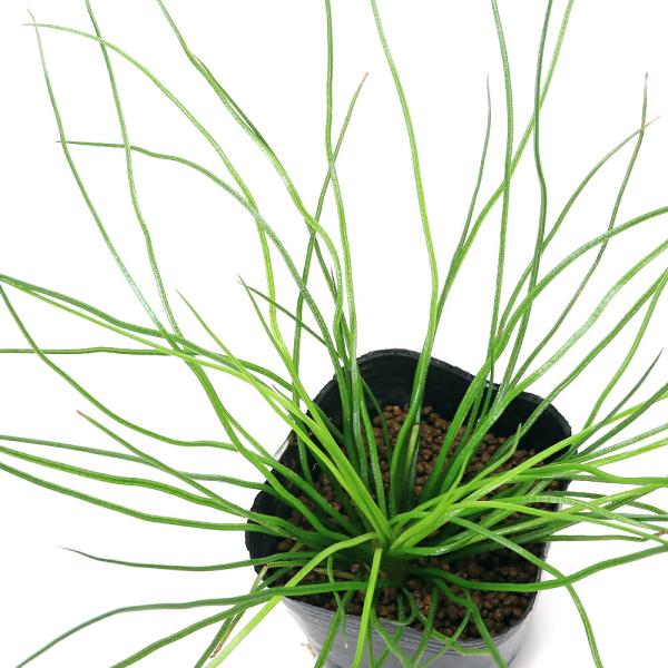 _aqua　_gardening　金魚・メダカ　ビオトープ　ウォーターガーデン　水辺植物　水生植物　オーナメンタルグラス　線形状　ガーデニング　その他水辺植物　all_plants　水辺0601　bio_130715　ミズニラ ミズニラモド...