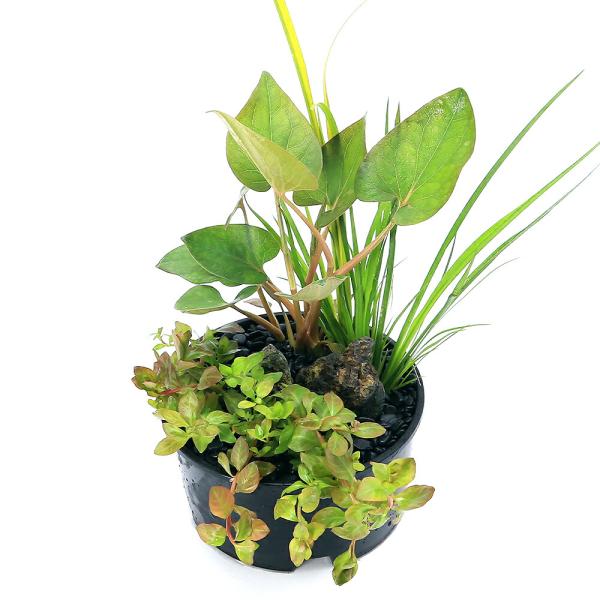 wpgroupplanting　all_plants　_gardening　ビオトープ　水辺植物　水生植物　ガーデニング　ウォーターガーデン　ウォーターガーデニング　育て方　育成方法　栽培方法　インスタントビオトープ　寄せ植え　寄植え　水質...