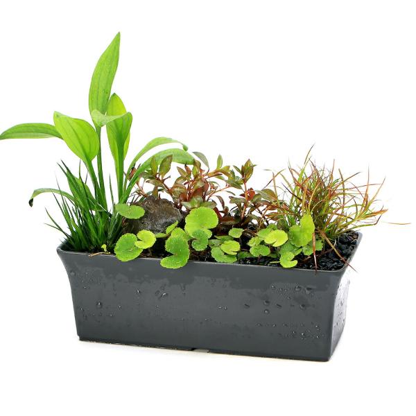 wpgroupplanting　all_plants　_gardening　ビオトープ　水辺植物　水生植物　ガーデニング　ウォーターガーデン　ウォーターガーデニング　育て方　育成方法　栽培方法　インスタントビオトープ　寄せ植え　寄植え　水質...
