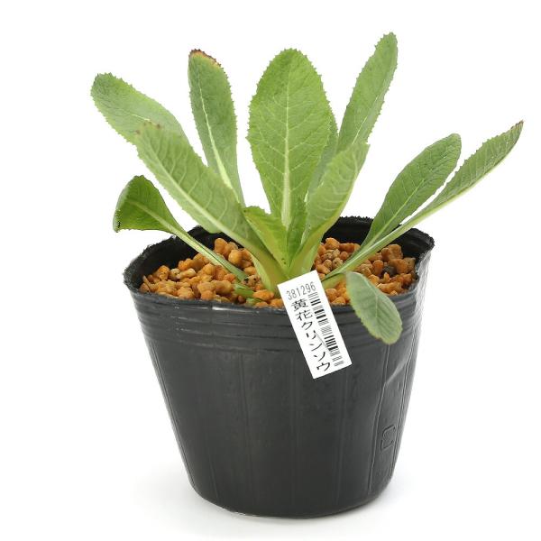 _aqua　_gardening　ビオトープ　ガーデニング　水辺植物　その他水辺植物　山野草　サクラソウ科　プリムラ属　Ｐｒｉｍｕｌａ　ｊａｐｏｎｉｃａ　九輪草　木曽小桜　キソコザクラ　all_plants　植物　植物生体　ガーデニング生体...