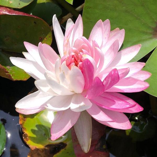 スイレン　睡蓮　栽培　育て方　ビオトープ　温帯性スイレン　スイレンまつり　ガーデニング　水辺植物　レッド　温帯性　ワンビサ　all_plants　スイレン希少種　スイレン赤　ontaiseisuiren　ontaiseisuiren_red...