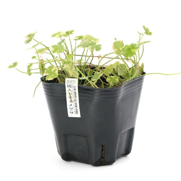 _aqua　_gardening　ビオトープ　水辺植物　水生植物　ガーデニング　水辺植物　all_plants　植物生体　ガーデニング生体　育て方　育成方法　栽培方法　抽水植物　チドメグサ　ウコギ科　クリスタルコンフェッティ　Hydroco...