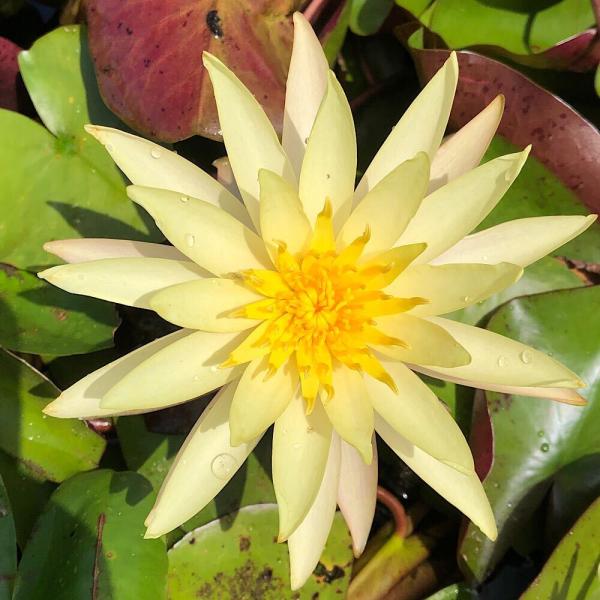 スイレン　睡蓮　栽培　育て方　ビオトープ　温帯性スイレン　スイレンまつり　ガーデニング　水辺植物　温帯性　All_plants　ontaiseisuiren　brandwl　温帯性睡蓮シリーズ　ガーデニング　植物　植物生体　ガーデニング生体...