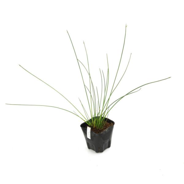 _aqua　_gardening　金魚・メダカ　ビオトープ　ウォーターガーデン　水辺植物　水生植物　ガーデニング　その他水辺植物　all_plants　植物　植物生体　ガーデニング生体　育て方　育成方法　栽培方法　抽水植物　Schoenop...