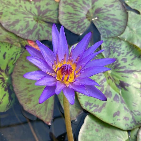 スイレン　睡蓮　栽培　育て方　ビオトープ　熱帯性スイレン　ガーデニング　水辺植物　ブルー　all_plants　熱帯性睡蓮シリーズ　植物　植物生体　ガーデニング生体　育成方法　栽培方法　トロピカルブルー　AISHI　ｙ25ｍ06　20250...