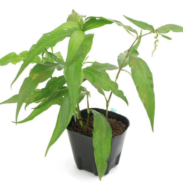_aqua　_gardening　金魚・メダカ　水辺植物　水生植物　有茎種　その他水辺植物　ガーデニング　ビオトープ　植物　植物生体　ガーデニング生体　育て方　育成方法　栽培方法　湿性植物　サクラタデ　タデ　蓼　柳蓼　マタデ　真蓼　ホンタデ...
