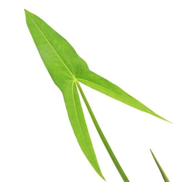 金魚・メダカ　_aqua　_gardening　ビオトープ　ガーデニング　水辺植物　その他水辺植物　all_plants　育て方　育成方法　栽培方法　抽水植物　opa2_delete　y22m01　家庭菜園　野菜　おせち　オモダカ　クワイ　...