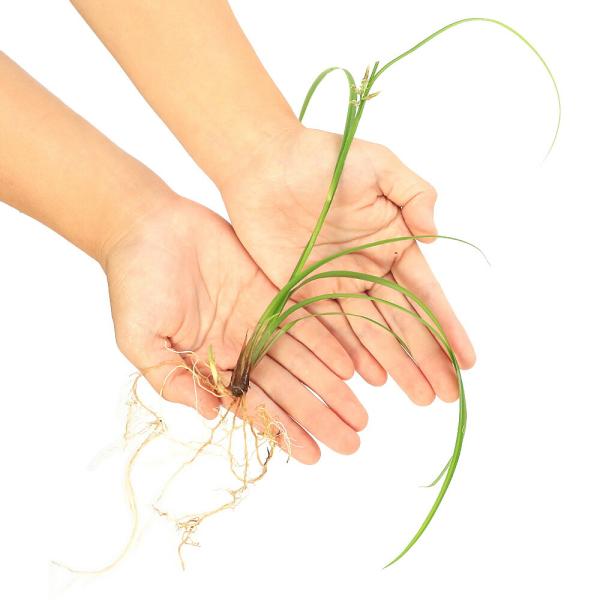 paludariumplants　パルダリウム　テラリウム　金魚・メダカ　_aqua　_gardening　ビオトープ　ウォーターガーデン　水辺植物　水生植物　オーナメンタルグラス　シぺラス　シペルス　カヤツリグサ　線形状　ガーデニング　a...