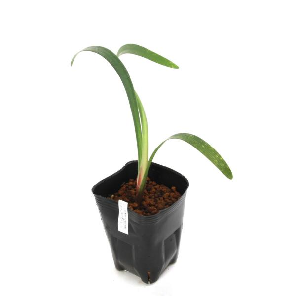 （観葉植物）　観葉植物　ガーデニング　花　苗　クンシラン　君子蘭　育て方　育成方法　栽培方法　opa2_delete　クリビア属　Ｃｌｉｖｉａ　robusta　ヒガンバナ科　クンシラン属　AISHI　ｙ25ｍ03　20250316　2025...