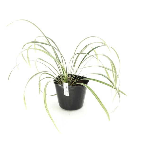 ビオトープ　ガーデニング　水辺植物　その他水辺植物　all_plants　山野草　蛇の髭　竜の髭　sanyasou140619　育て方　育成方法　栽培方法　AISHI　ｙ25ｍ05　20250512　2025tuuki　weeklybiot...