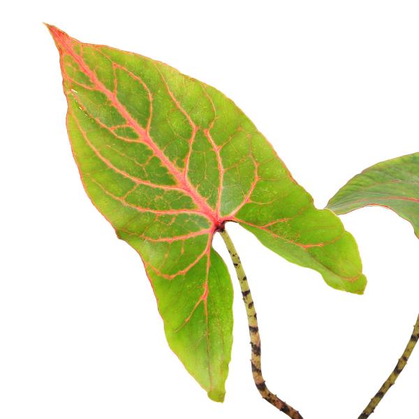 _gardening　水辺植物　水生植物　湿性植物　ガーデニング　ウォーターガーデニング　その他水辺植物　all_plants　育て方　育成方法　栽培方法　アロイド　シルトスペルマ　ジョンストニイ　ジョンストニィ　Cyrtosperma j...