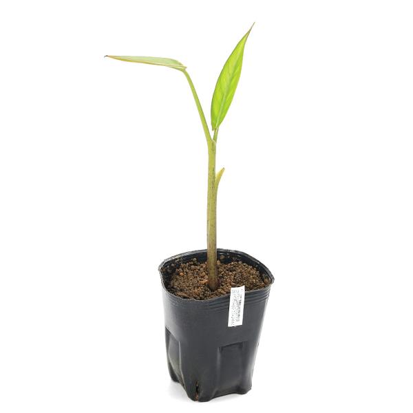 _gardening　水辺植物　水生植物　湿性植物　ガーデニング　ウォーターガーデニング　その他水辺植物　all_plants　育て方　育成方法　栽培方法　水性サトイモ　マダガスカルクワズイモ　ウォーターバナナ　ティフォノドラム　Typho...