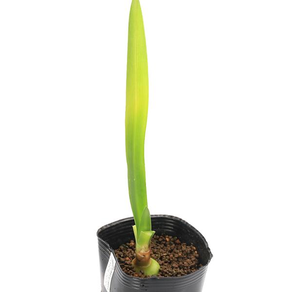 金魚・メダカ　_aqua　_gardening　ビオトープ　ウォーターガーデン　水辺植物　水生植物　オーナメンタルグラス　線形状　ガーデニング　水辺植物all_plants　　植物　植物生体　ガーデニング生体　育て方　育成方法　栽培方法　湿...