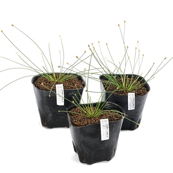 金魚・メダカ　_aqua　_gardening　ビオトープ　ウォーターガーデン　水辺植物　水生植物　オーナメンタルグラス　線形状　ガーデニング　水辺植物all_plants　　植物　植物生体　ガーデニング生体　育て方　育成方法　栽培方法　湿...