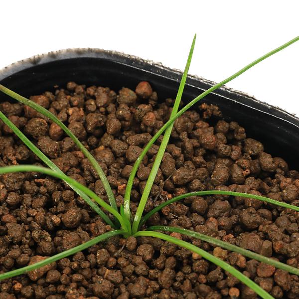 金魚・メダカ　_aqua　_gardening　ビオトープ　ウォーターガーデン　水辺植物　水生植物　オーナメンタルグラス　線形状　ガーデニング　水辺植物all_plants　　植物　植物生体　ガーデニング生体　育て方　育成方法　栽培方法　湿...