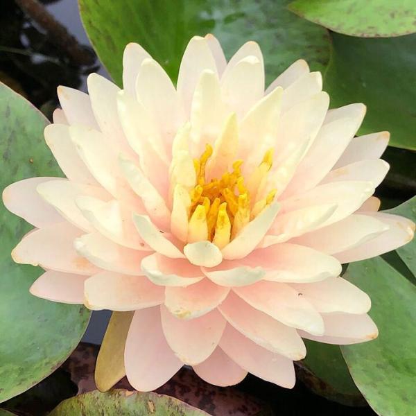 スイレン　睡蓮　栽培　育て方　ビオトープ　温帯性スイレン　ガーデニング　水辺植物　チェンジャブル　all_plants　20110202　ontaiseisuiren　温帯性睡蓮シリーズ　植物　植物生体　ガーデニング生体　育成方法　栽培方法...