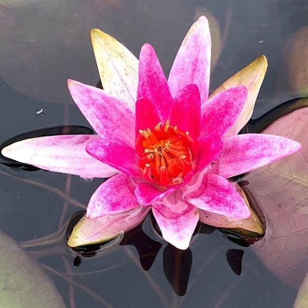 スイレン　睡蓮　栽培　育て方　ビオトープ　温帯性スイレン　ガーデニング　水辺植物　チェンジャブル　all_plants　20110202　ontaiseisuiren　温帯性睡蓮シリーズ　ontaisei_suiren0805　植物　植物生...