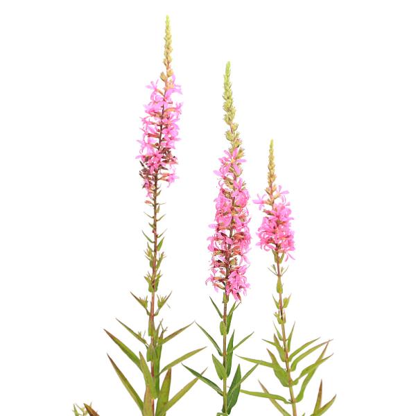 _gardening　水辺植物　水生植物　有茎種　枝もの　ガーデニング　その他水辺植物　ボンバナ　盆花　ショウリョウバナ　精霊花　ソビソウ　鼠尾草　センクツサイ　千屈菜　山野草植物　植物生体　ガーデニング生体　育て方　育成方法　栽培方法　2...