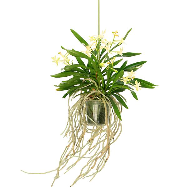 （観葉植物）　_hachu　_kame　_gardening　観葉植物　園芸　ガーデニング　ビバリウム　アクアテラリウム　パルダリウム　花　苗　洋ランシリーズ　洋蘭　着生ラン　鉢花　育て方　育成方法　栽培方法　バンダ　Ｖａｎｄａ　Ｇｒｅｅｎ...