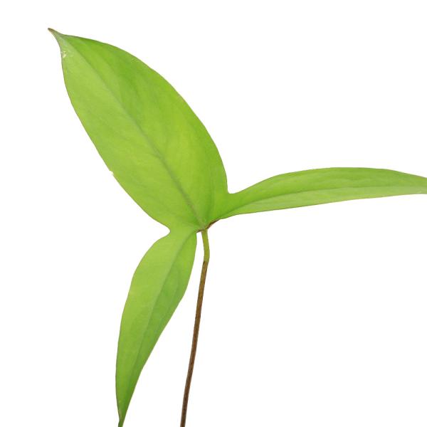 _gardening　水辺植物　水生植物　湿性植物　ガーデニング　ウォーターガーデニング　その他水辺植物　all_plants　育て方　育成方法　栽培方法　アロイド　Lasia　Spinosa　抽水植物　湿性植物　サトイモ科ラシア属　AIS...