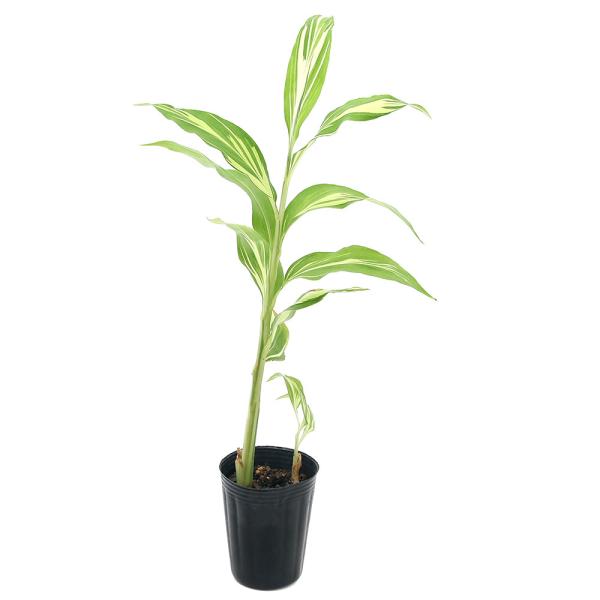 _gardening　ガーデニング　山野草　植物　植物生体　ガーデニング生体　育て方　育成方法　栽培方法　山菜　斑入り　フイリ　ミョウガ　花みょうが　茗荷　家庭菜園　野菜　苗　薬味　香辛野菜　ショウガ科　ショウガ属　Ｚｉｎｇｉｂｅｒ　ｍｉｏ...