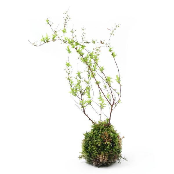 _gardening　_interior　ガーデニング　all_plants　花　苗　植物　植物生体　ガーデニング生体　modanpot_sanya_set　育て方　育成方法　栽培方法　こけだま　こけ玉　苔玉　20200903　2020ko...